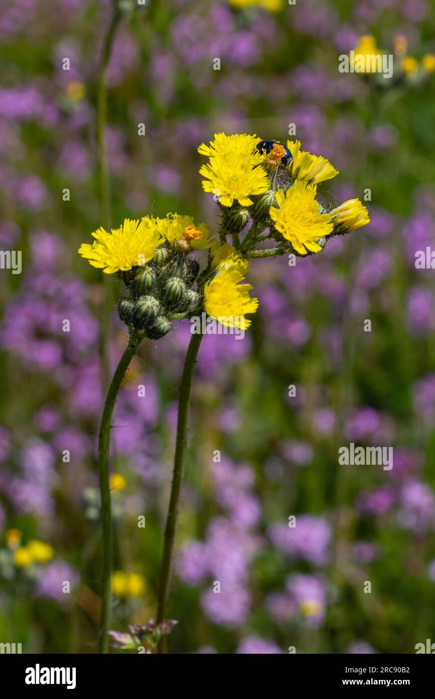 Bright yellow Pilosella caespitosa or Meadow Hawkweed flower, close up ...