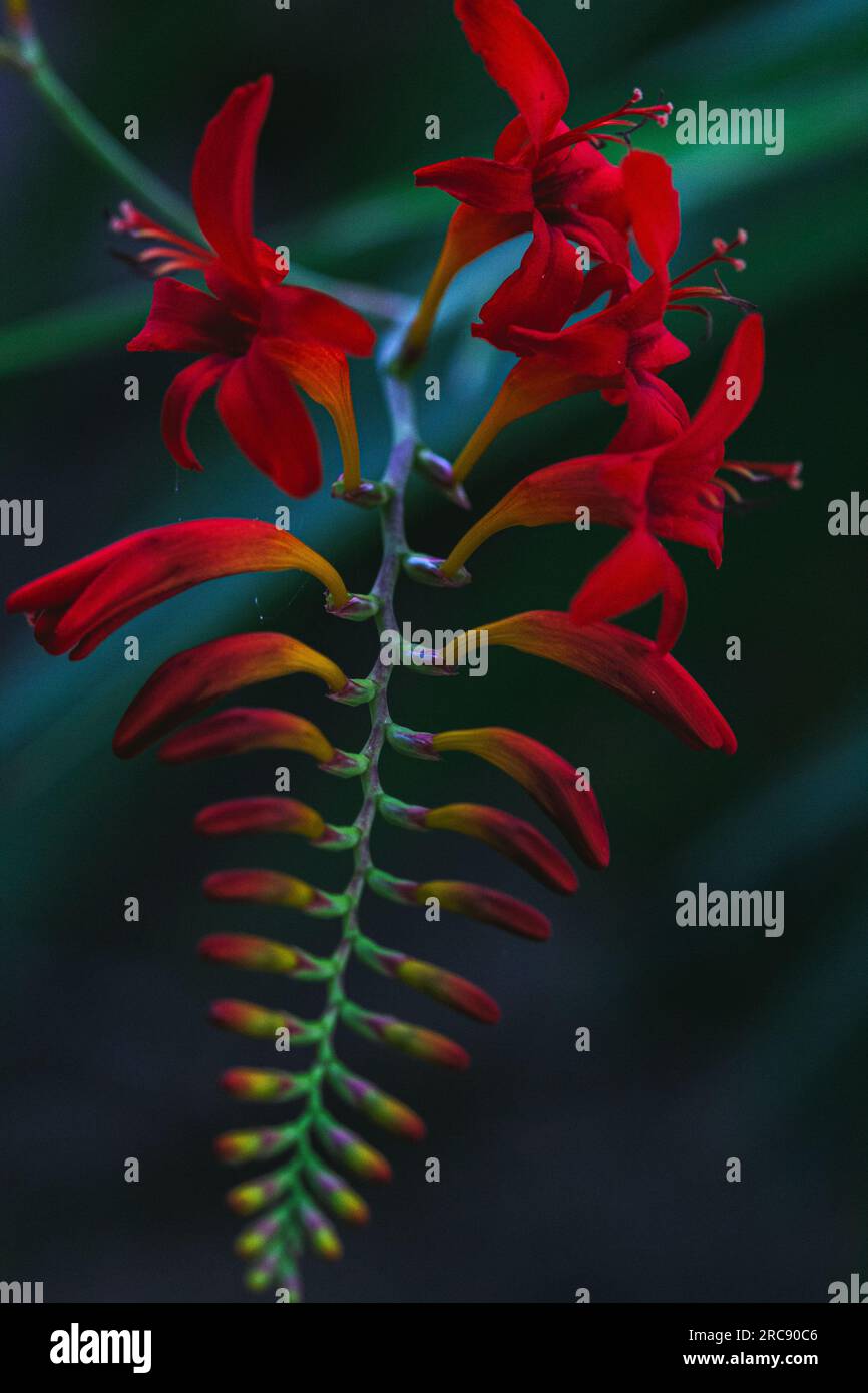 This vivid flower (Crocosmia 'Lucifer) with subopposite blooms creates ...