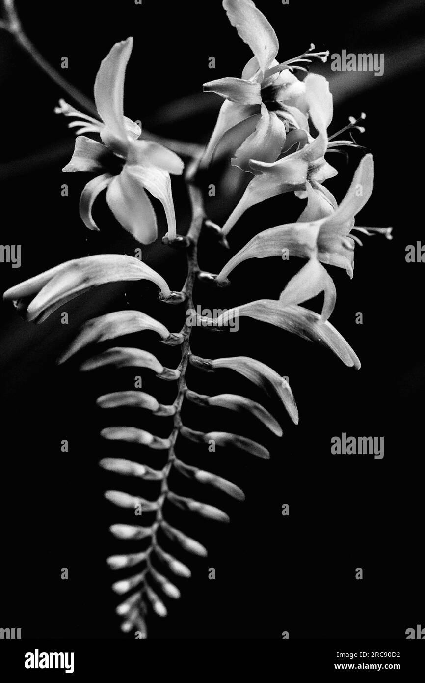 This vivid flower (Crocosmia 'Lucifer) with subopposite blooms creates ...