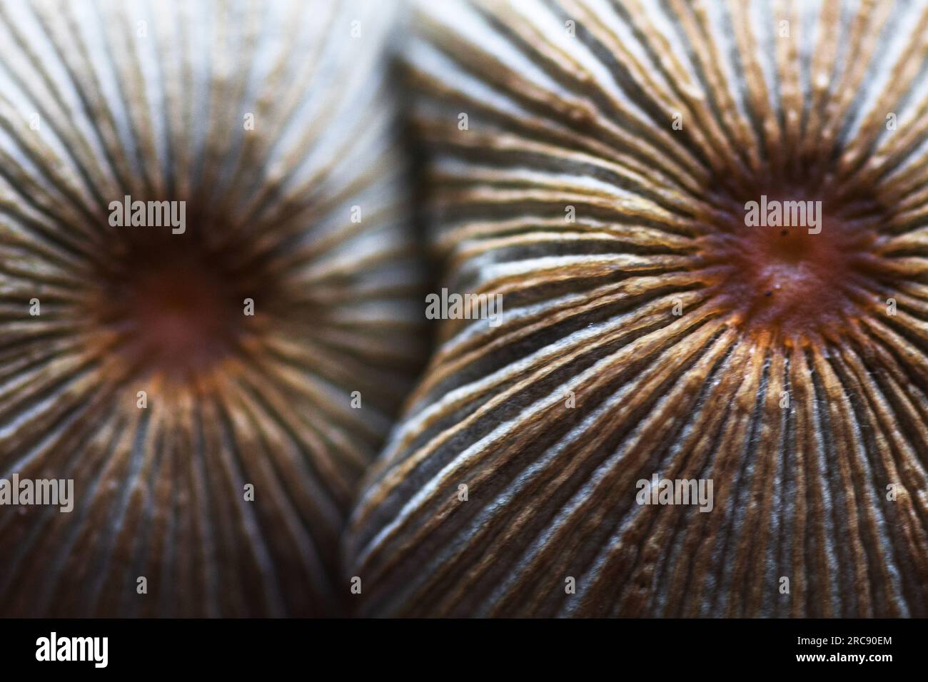 A macro shot of the Goldenhaired Incap mushroom (Parasola auricoma ...