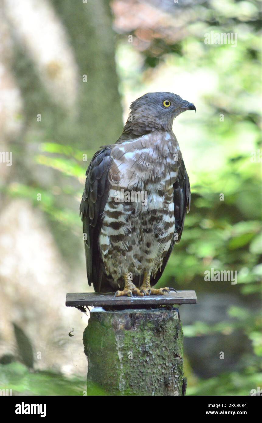 Buzzard feathers hi-res stock photography and images - Alamy