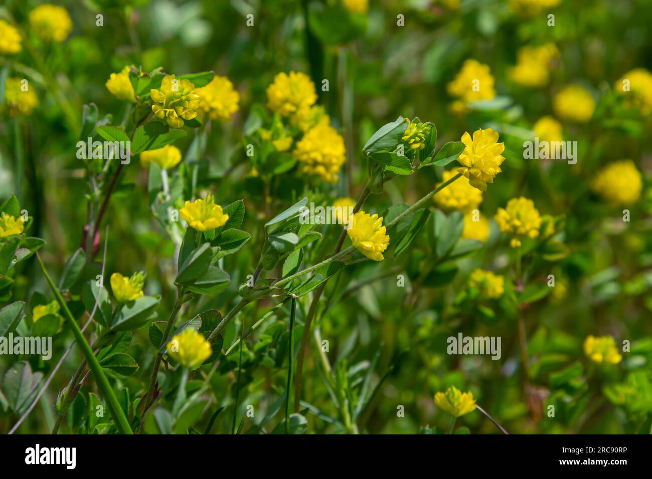 Traditional trefoil hi-res stock photography and images - Alamy