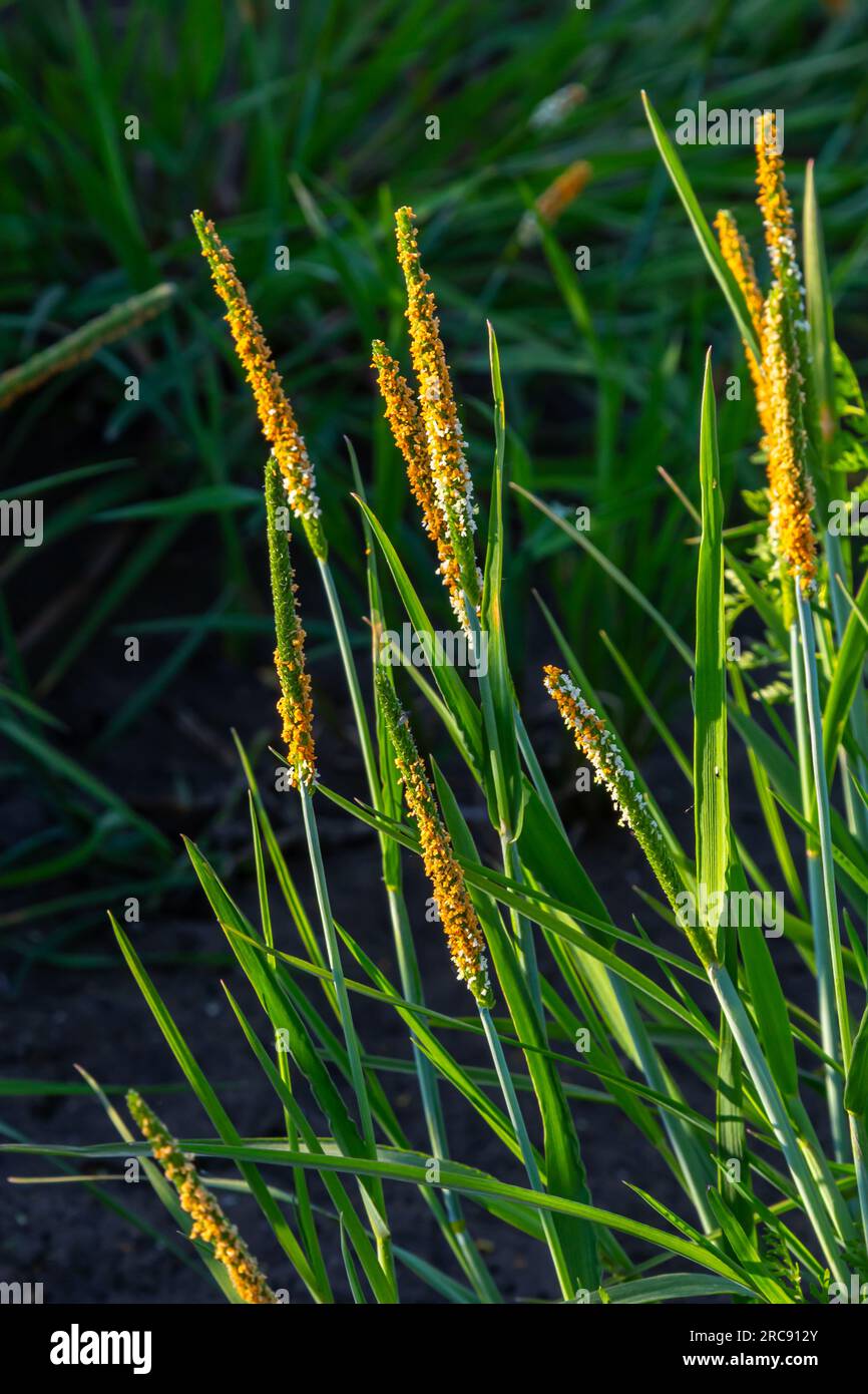 Foxtail grass species hi-res stock photography and images - Alamy