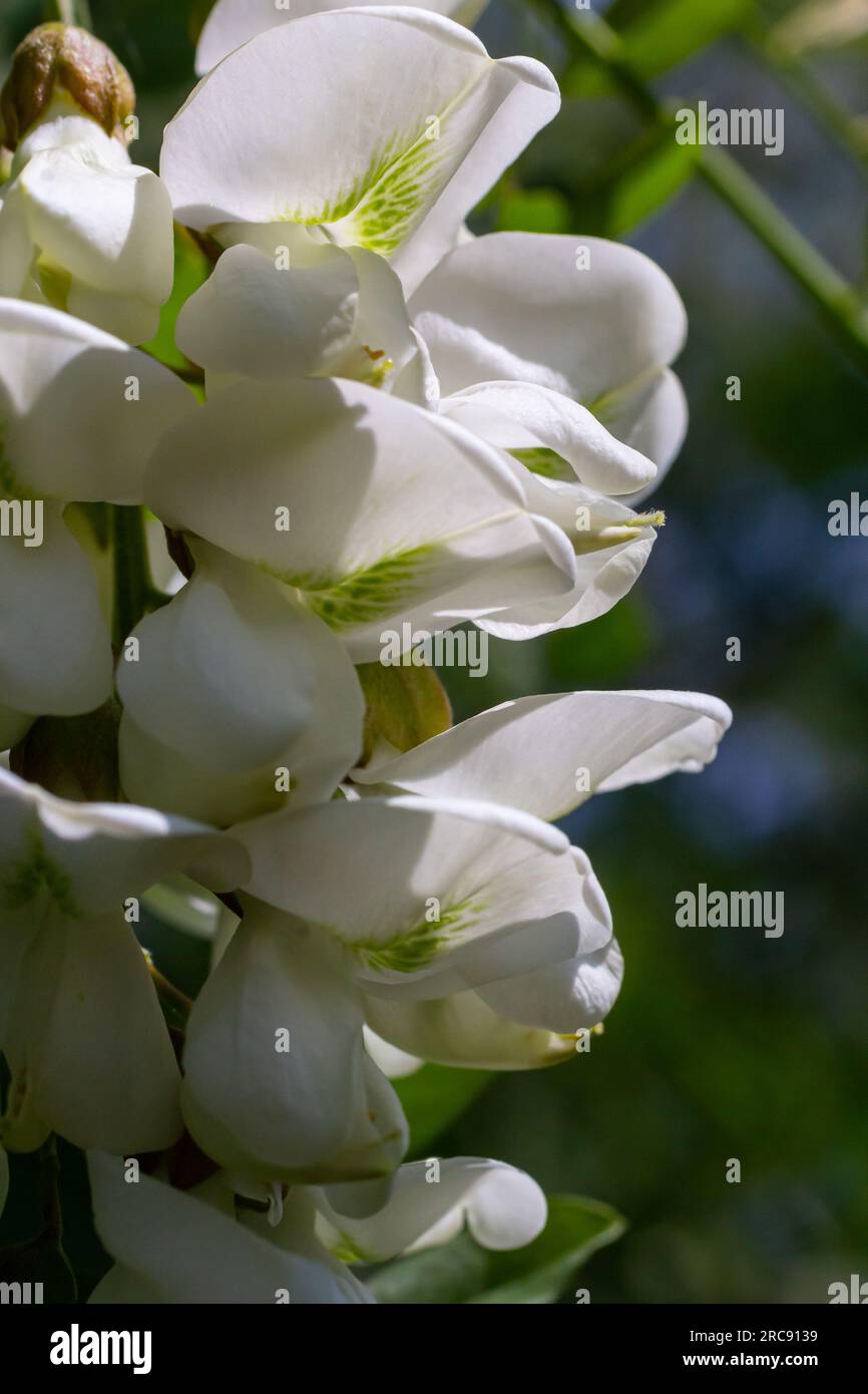 Abundant flowering acacia branch of Robinia pseudoacacia, false acacia ...