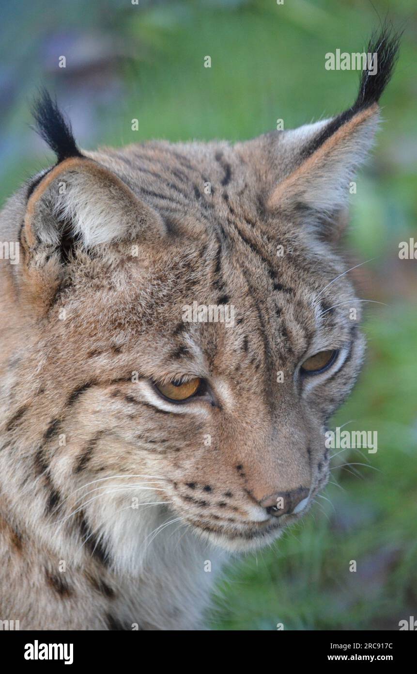The significant face of a lynx Stock Photo - Alamy