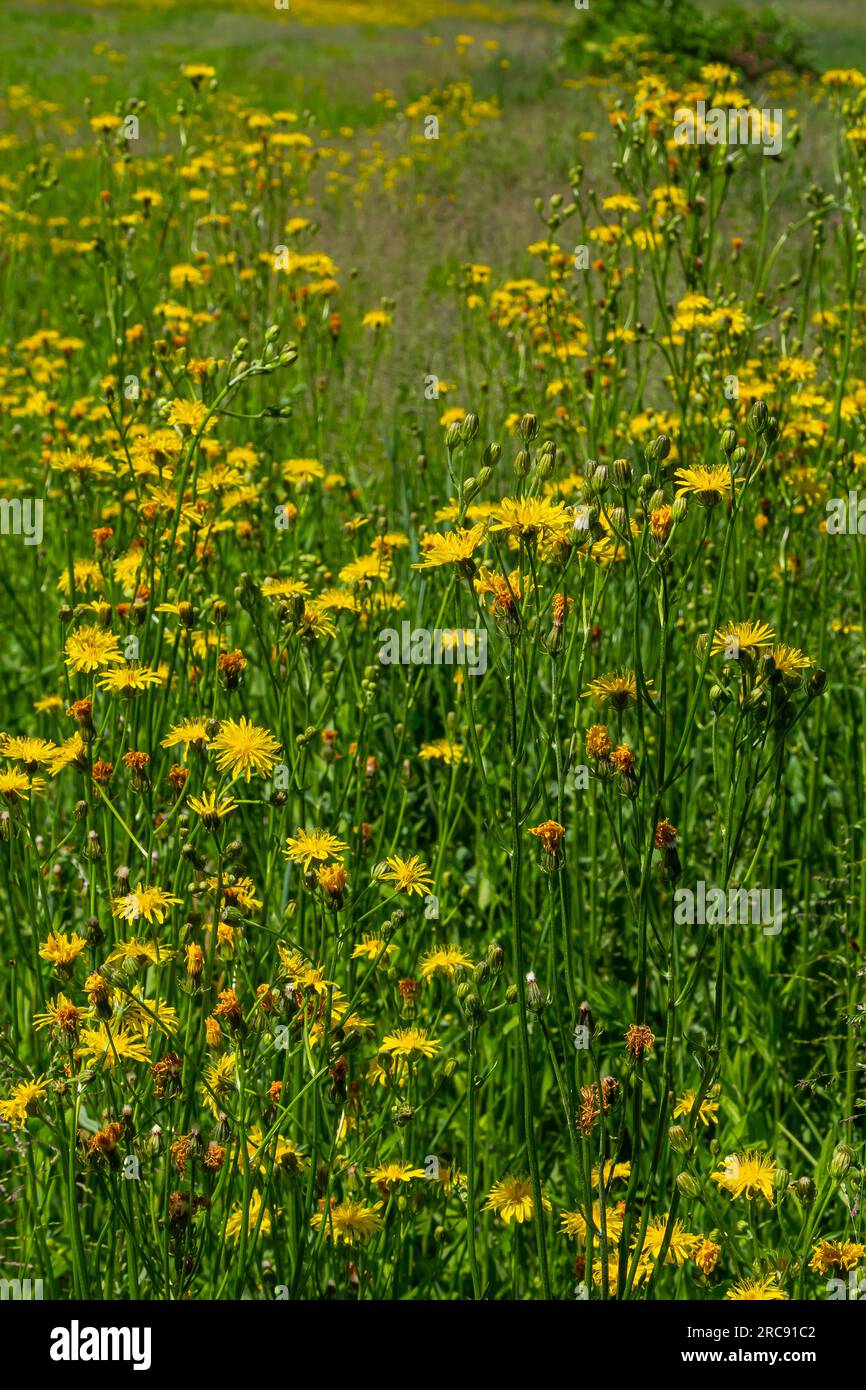 Tall hawkweed hi-res stock photography and images - Alamy