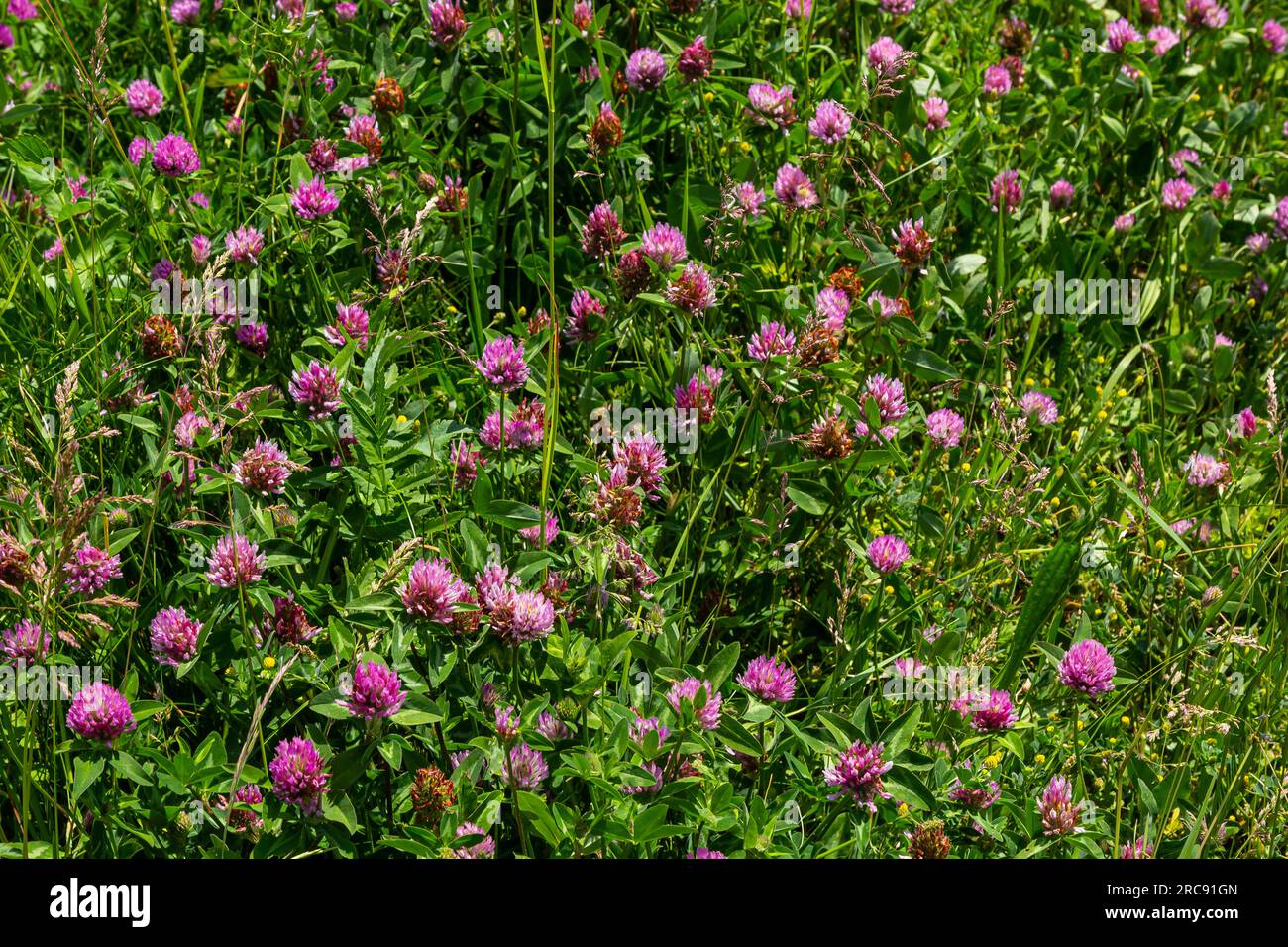 Trifolium pratense, red clover. Collect valuable flowers fn the meadow ...