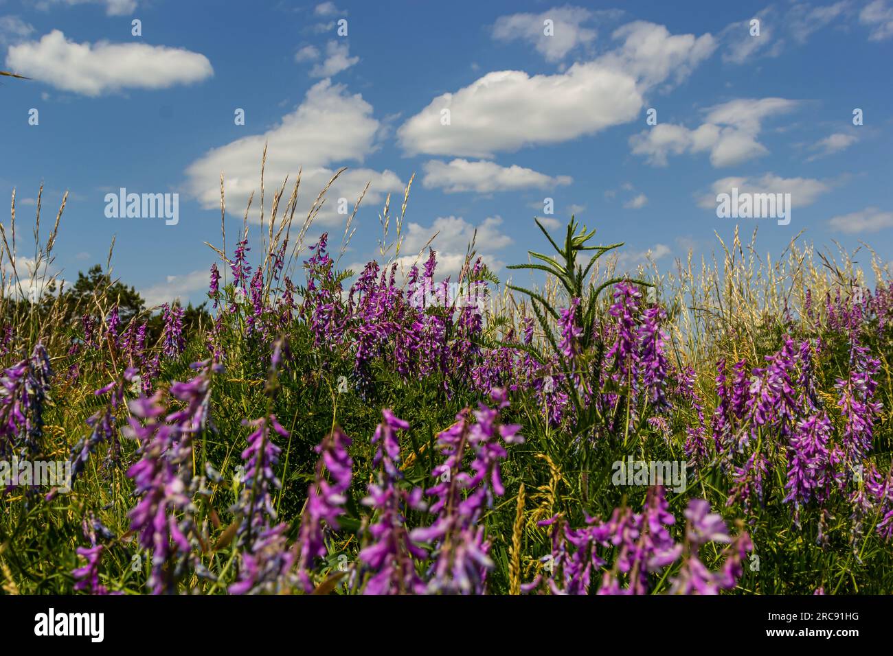 Vetch, vicia cracca valuable honey plant, fodder, and medicinal plant ...