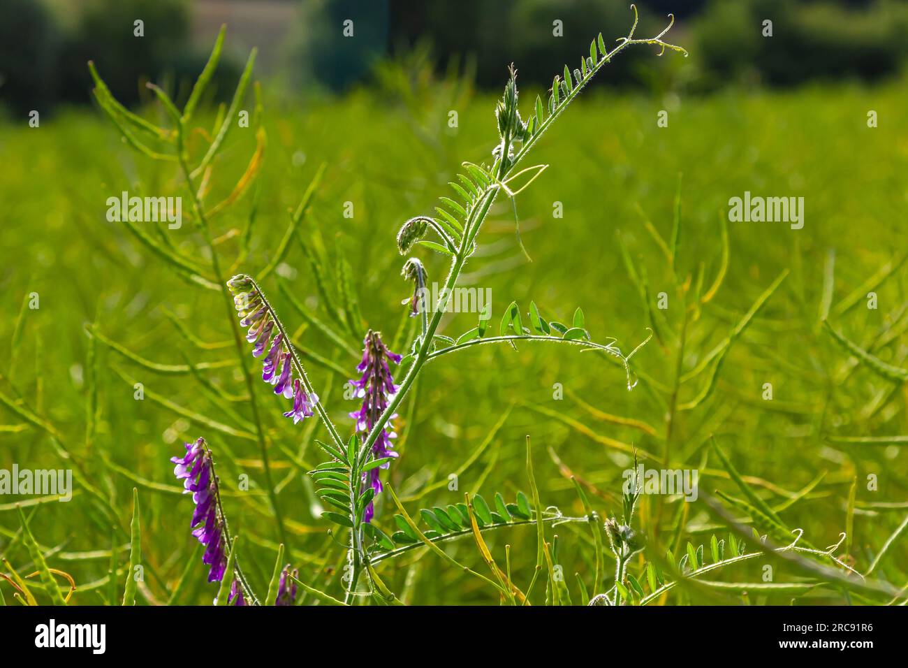 Vetch, vicia cracca valuable honey plant, fodder, and medicinal plant ...