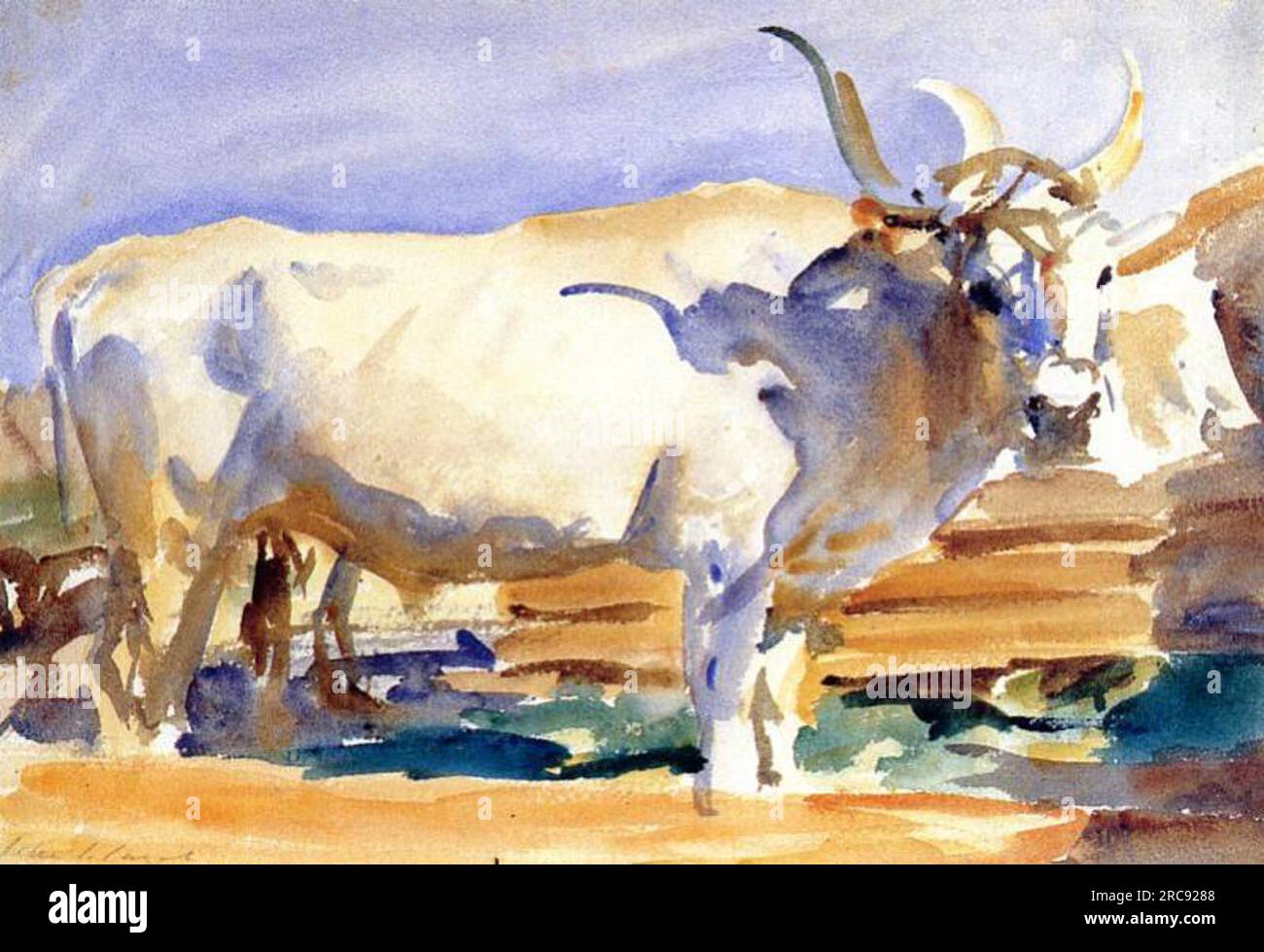 White Ox at Siena 1910 by John Singer Sargent Stock Photo - Alamy