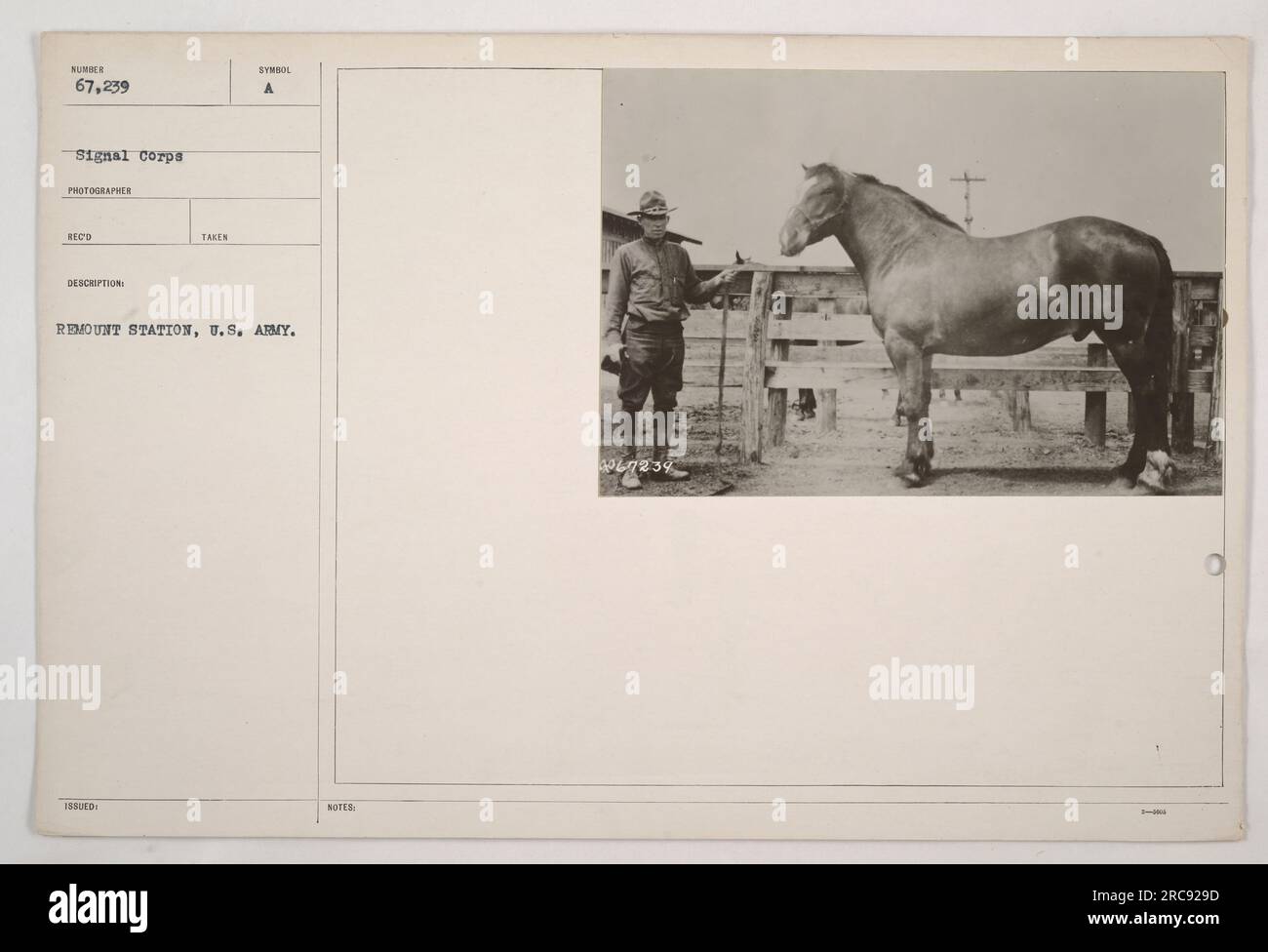 Soldiers at a remount station in the U.S. Army during World War I. The ...
