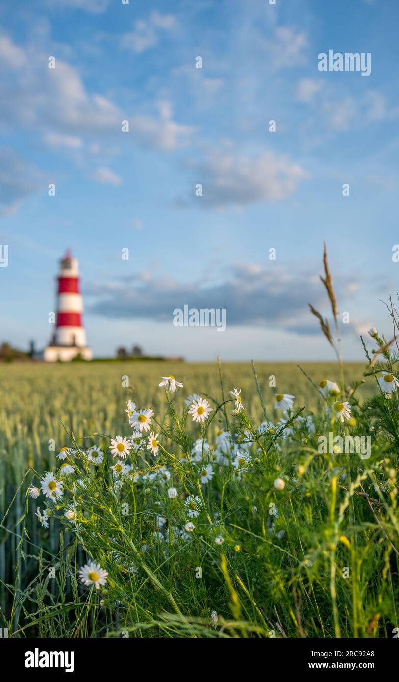 Happisburgh Lighthouse on the Norfolk coast and the british wildflower ...