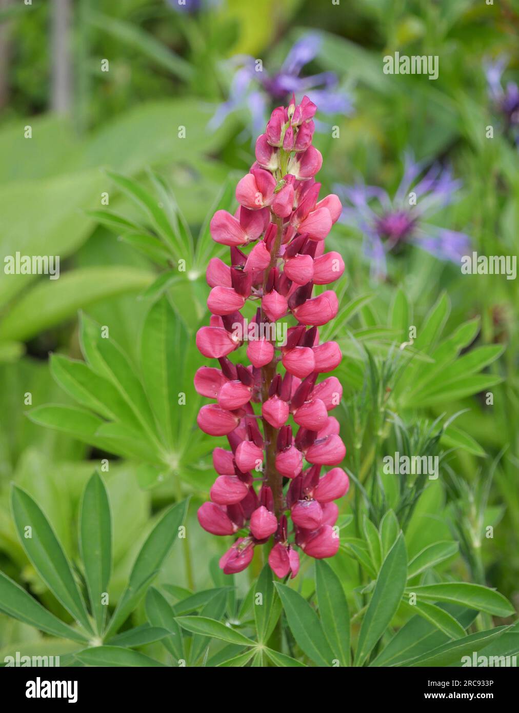 Pink Lupin- Lupinus standing alone in a garden Stock Photo - Alamy