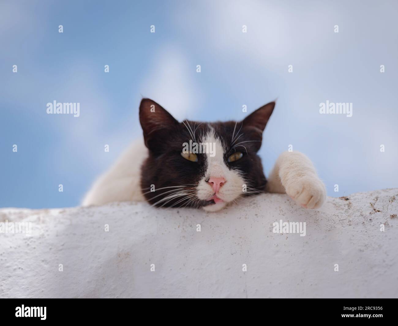 cats lie on roofs of the white-walled houses of city of Lindos. Stray ...