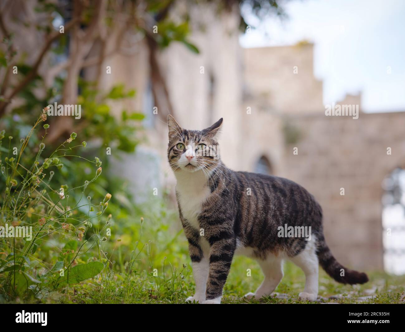 Stray or Feral Cat in Street city of Rhode in Greece. Historic Landmark ...