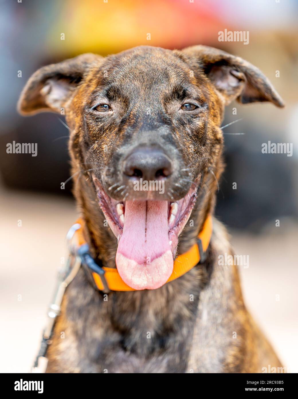 Happy dog tongue out hi-res stock photography and images - Alamy