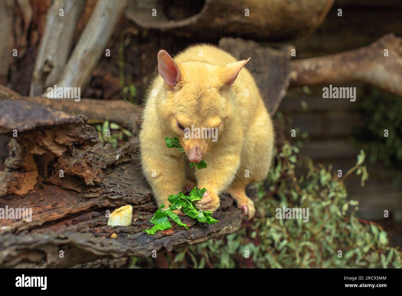 Golden brushtail possum eating grass. The color is a genetic mutation ...