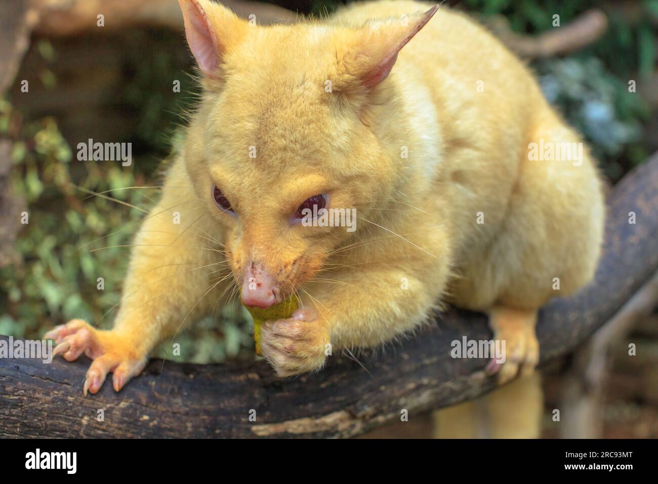 Golden Brush Tailed Possum
