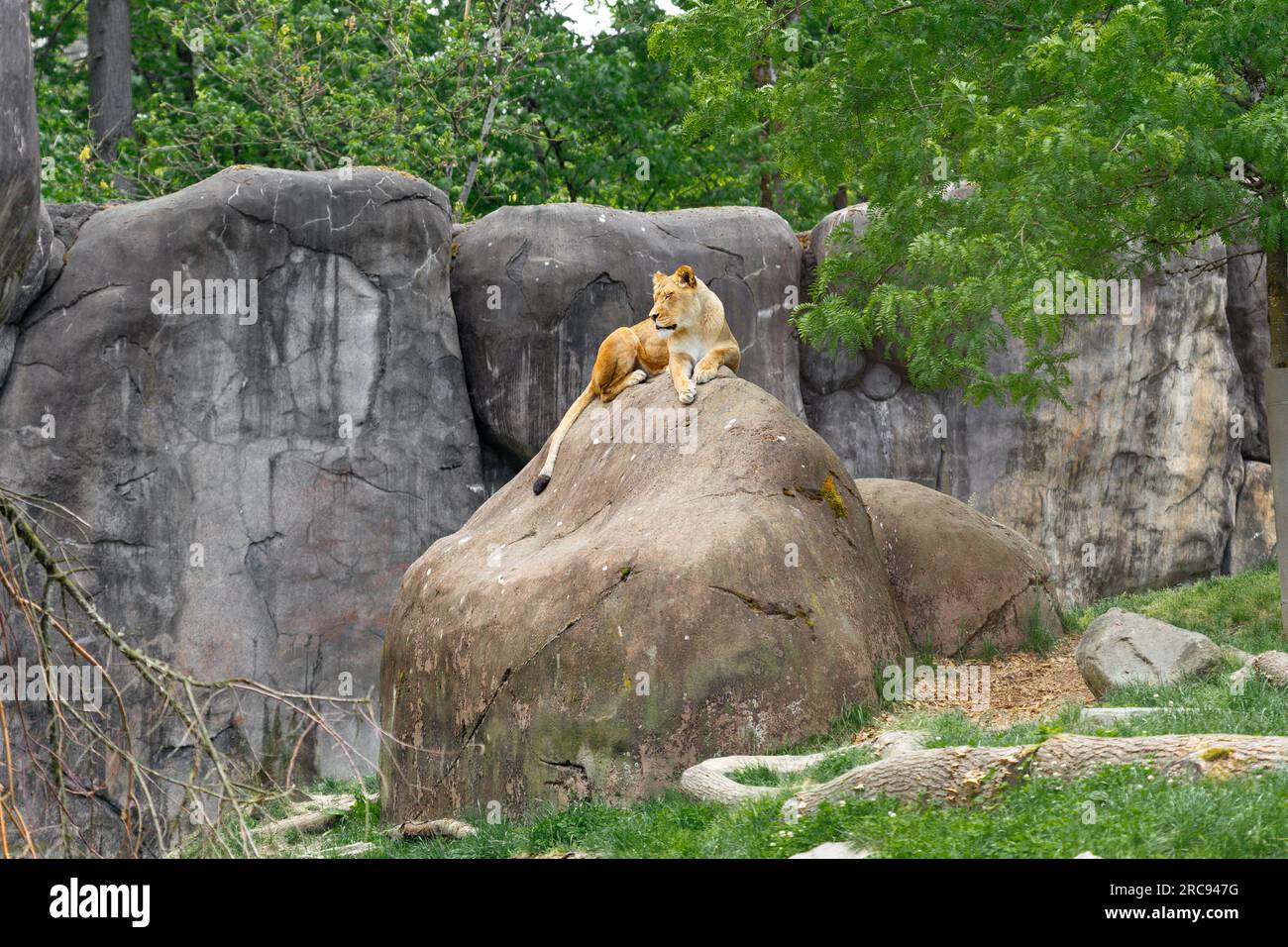 Lion on rock habitat hi-res stock photography and images - Alamy