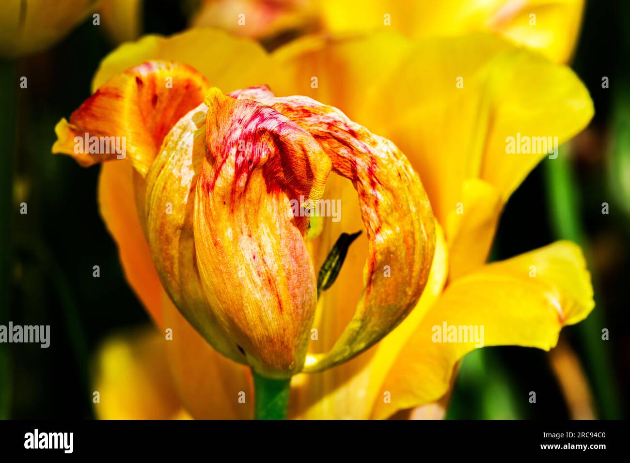 Vivid tulip macro photos from Tehran, with stunning details and colors ...