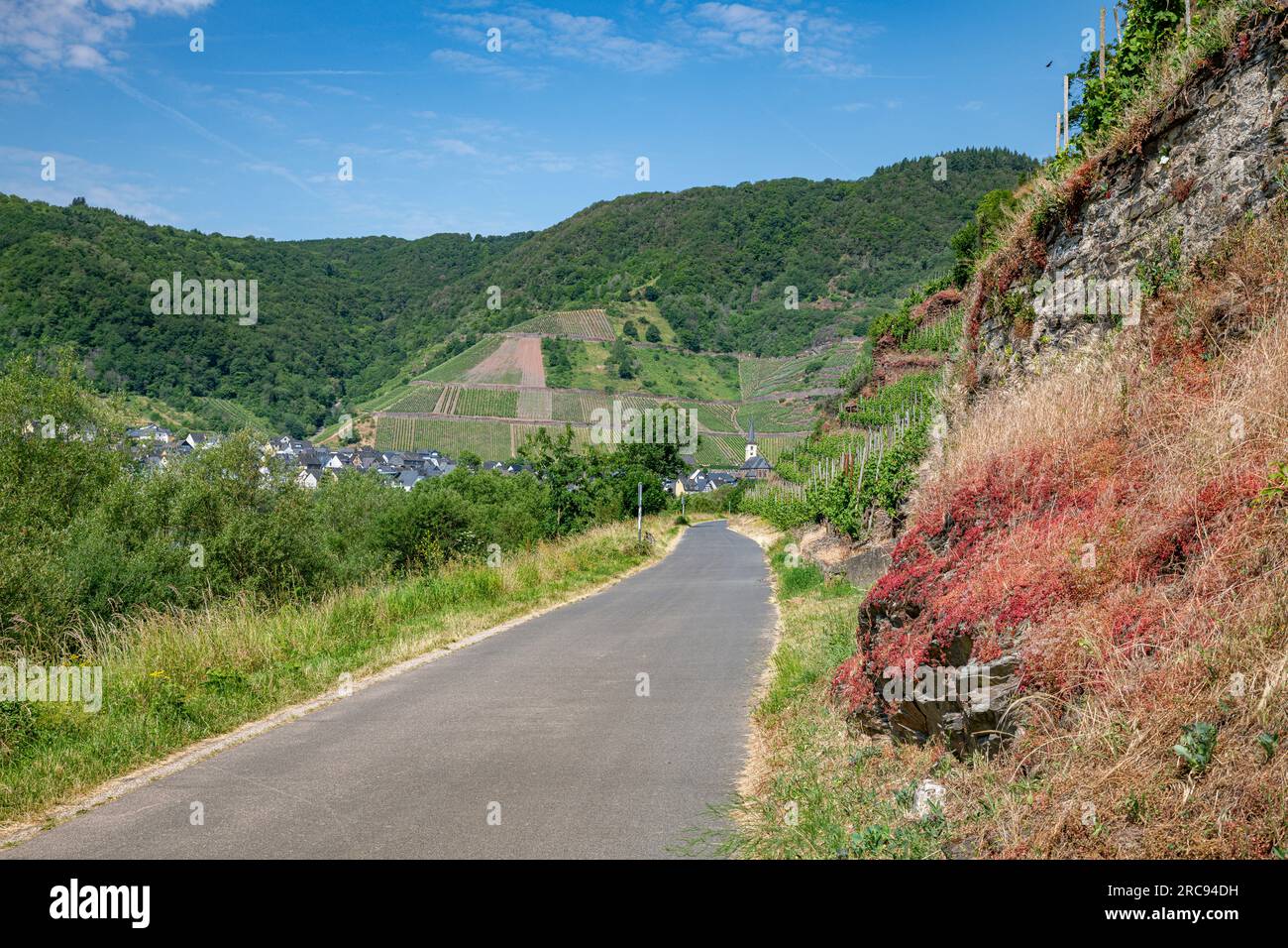 route in germany near Bremm during summer travel with wine grapes and ...