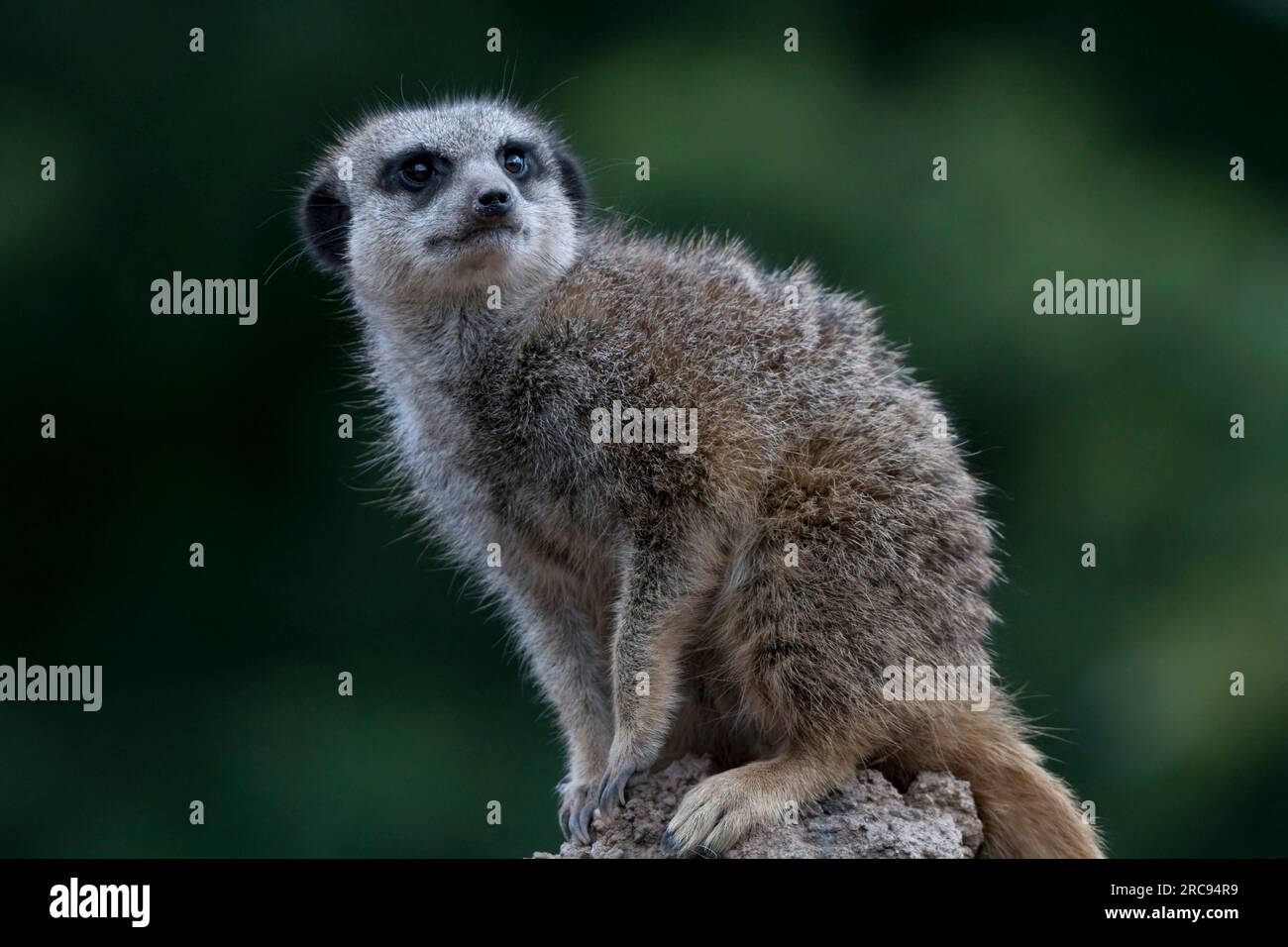 Meerkat on sentry duty Stock Photo - Alamy