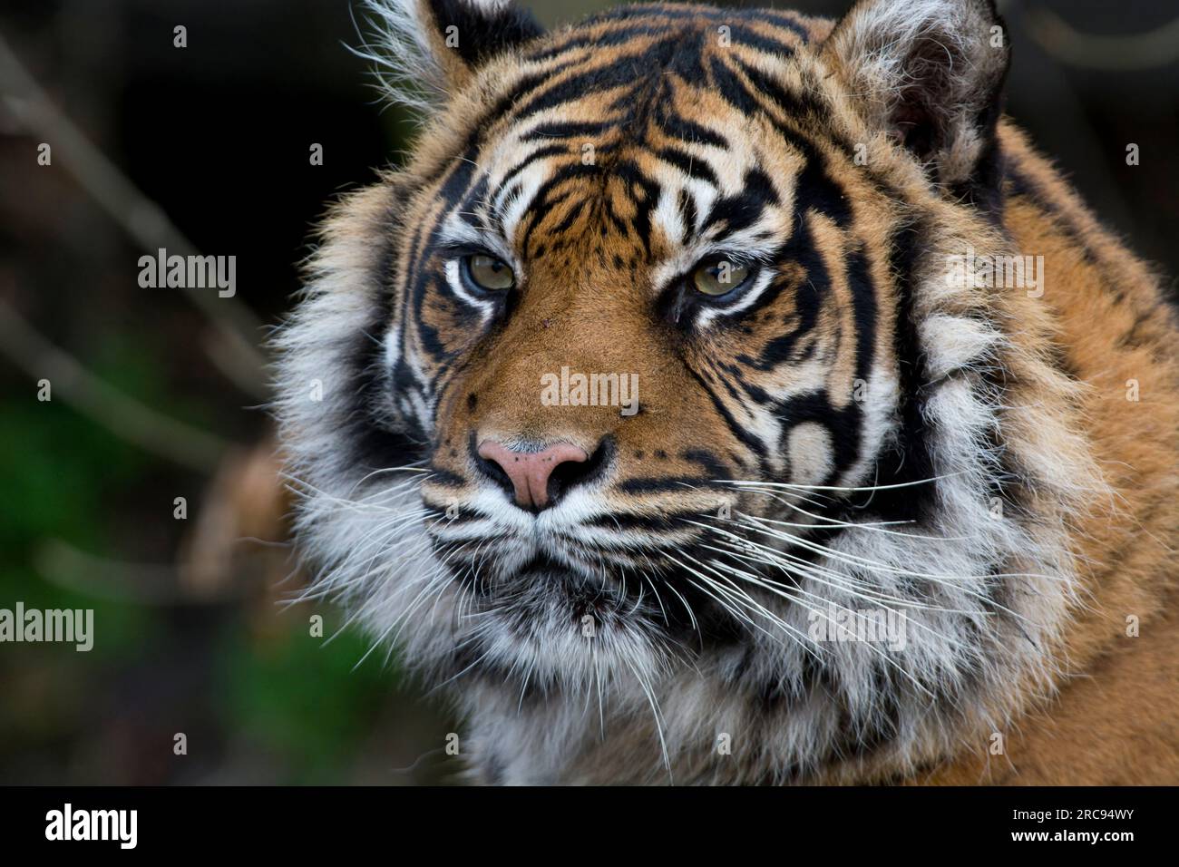 Sunda tiger hi-res stock photography and images - Alamy
