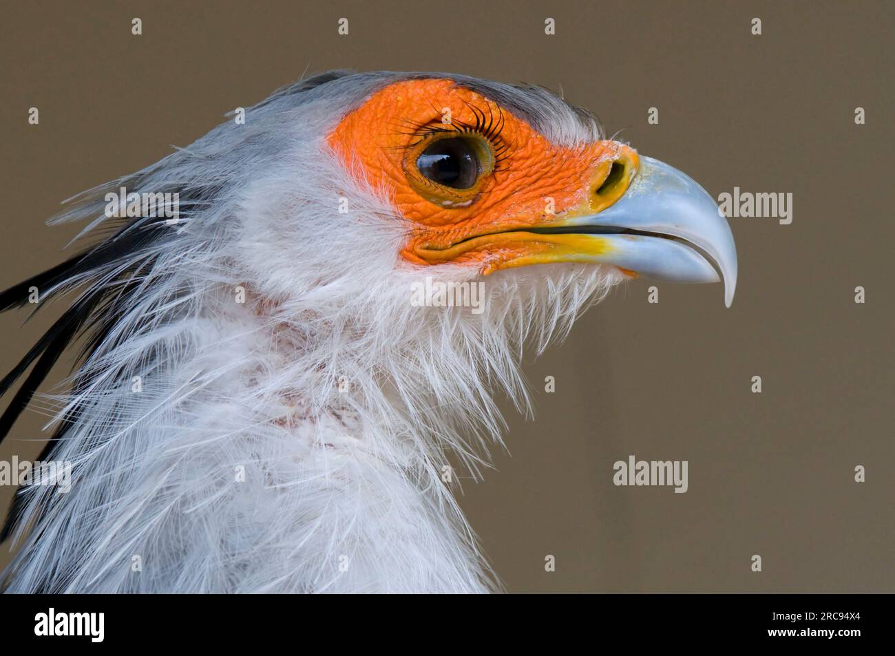 The long eyelashes of a Secretary Bird Stock Photo - Alamy