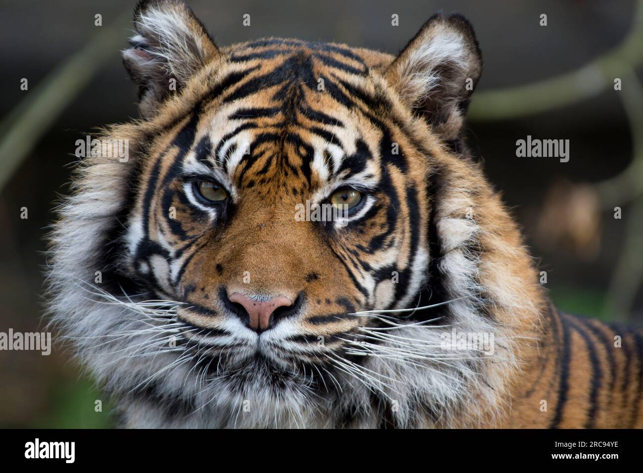 Sunda tiger hi-res stock photography and images - Alamy