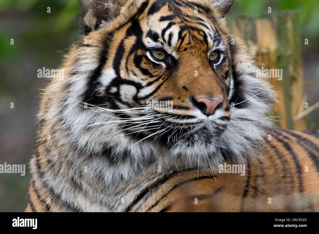 Sunda tiger hi-res stock photography and images - Alamy