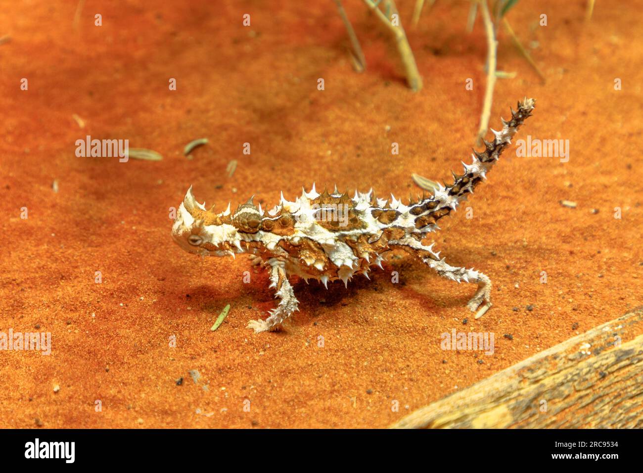 Thorny devil, Moloch horridus, on red sand in Desert Park at Alice ...