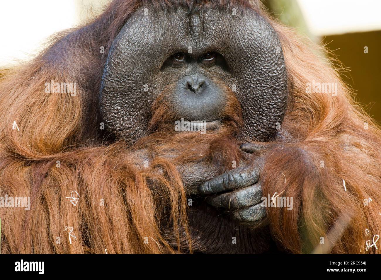 Portrait of a male Bornean Orangutan Stock Photo - Alamy