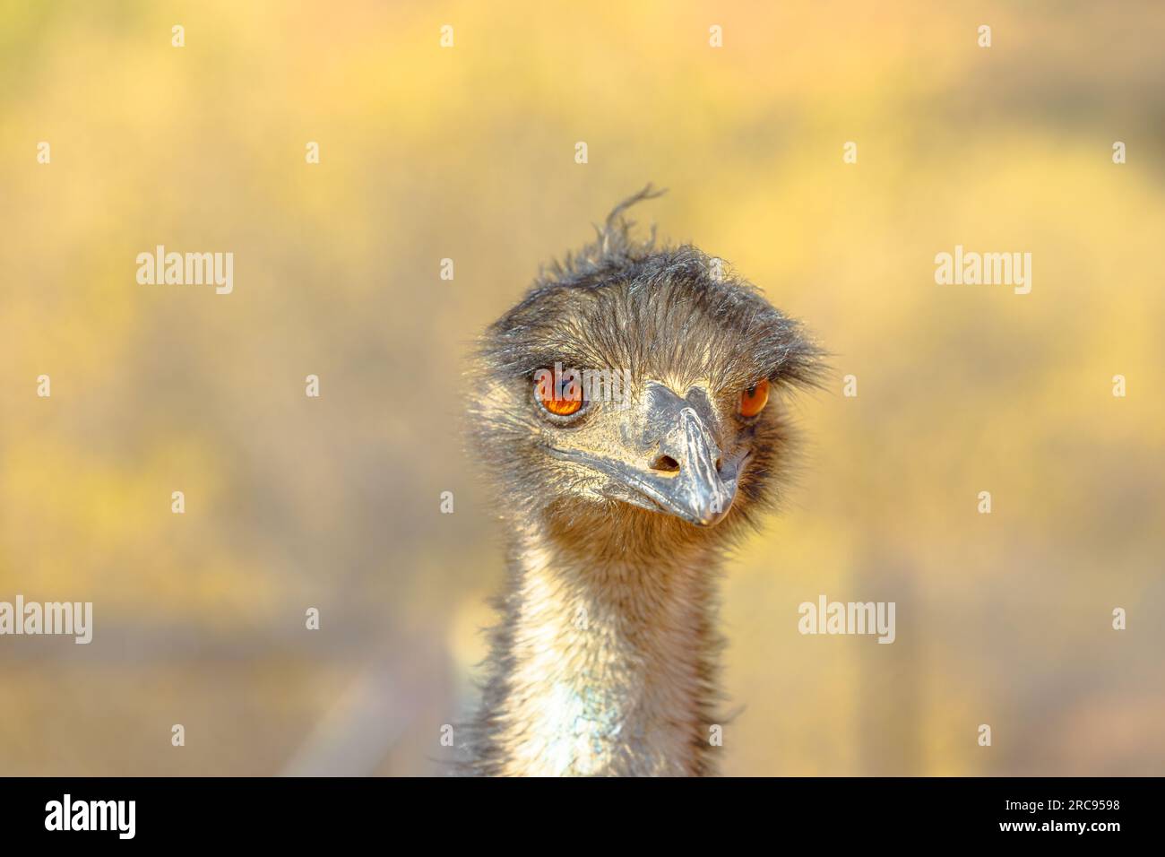 Front view of details of Emu, Dromaius novaehollandiae, cultural icon ...