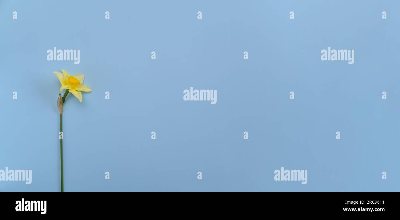 Beautiful Daffodil Flower. Banner on a blue background Stock Photo - Alamy