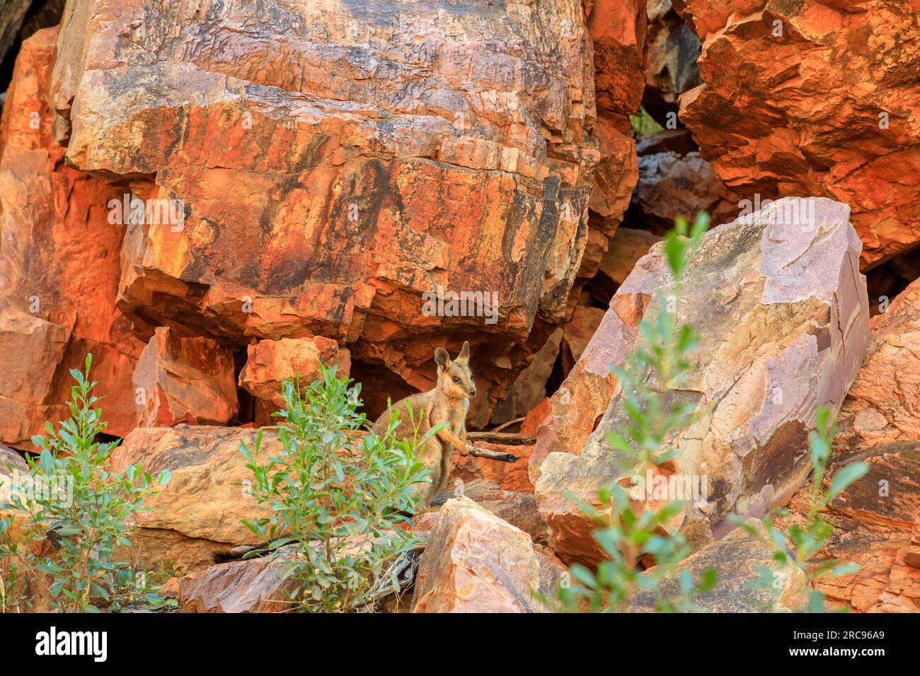 Black-footed rock wallaby standing on rocky walls along the walking ...