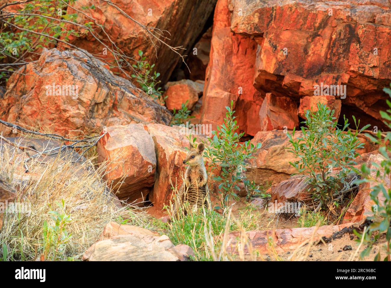 A wild black-footed rock wallaby on rocky walls along the walking track ...
