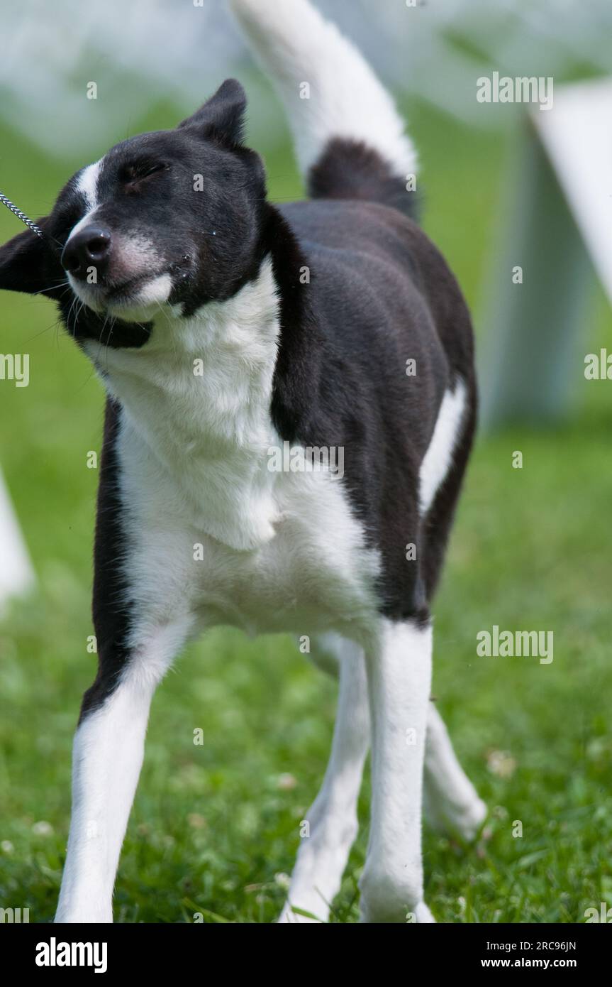 Dog head filling frame hi-res stock photography and images - Alamy