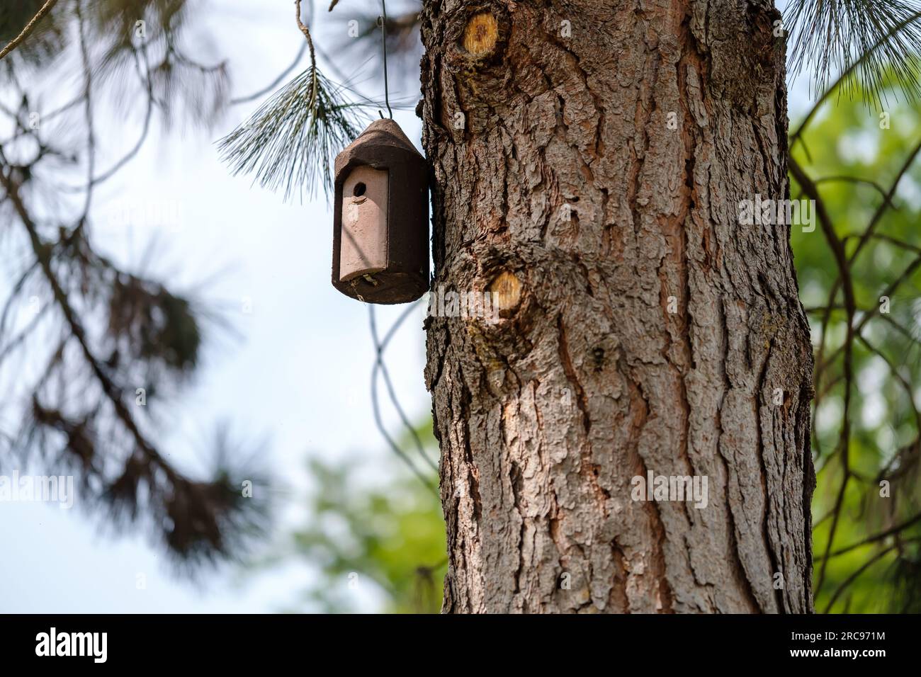 View of a bird box hanging on a tree in Bonn Germany Stock Photo - Alamy