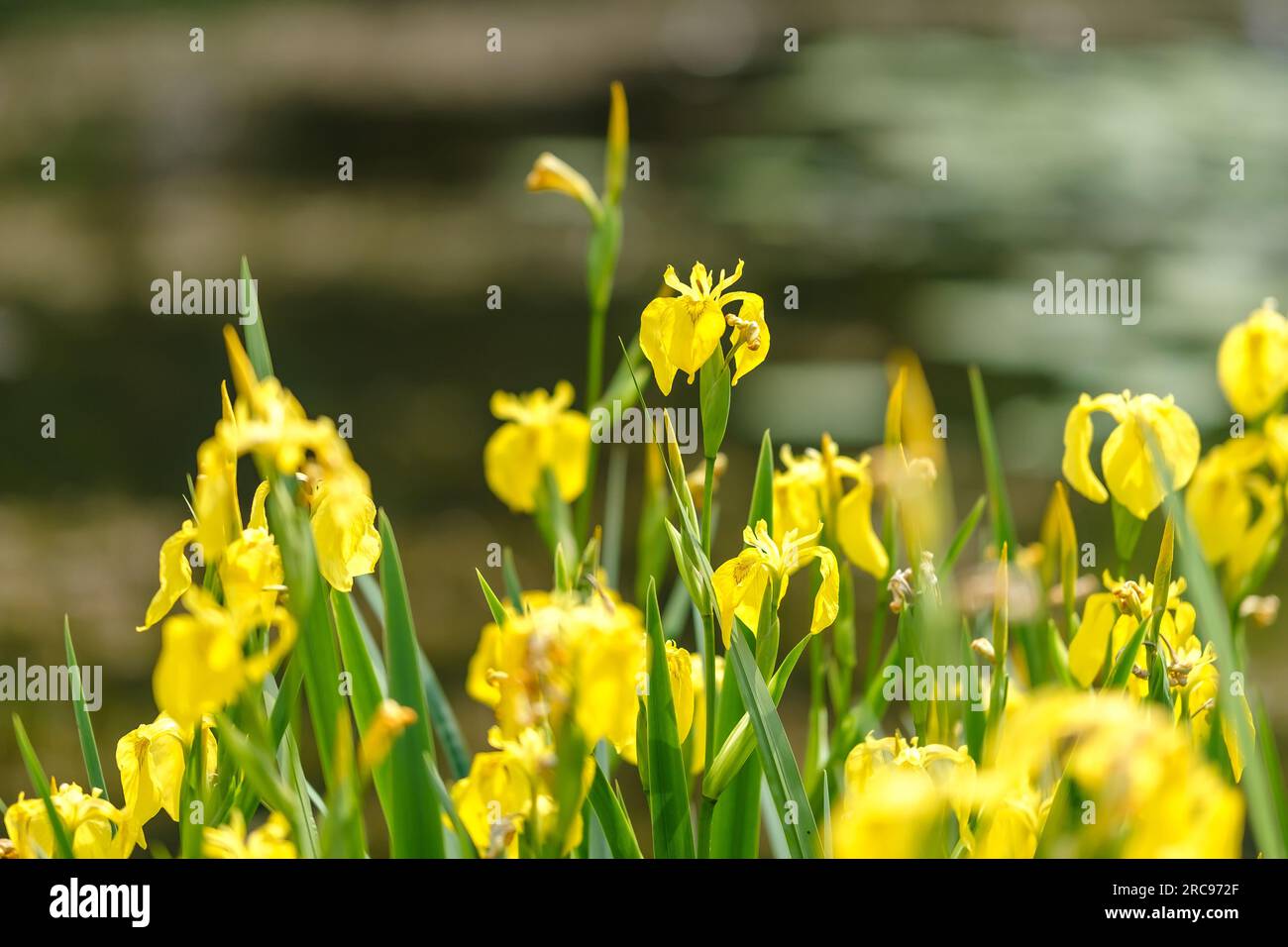 Beautiful swamp iris hi-res stock photography and images - Alamy