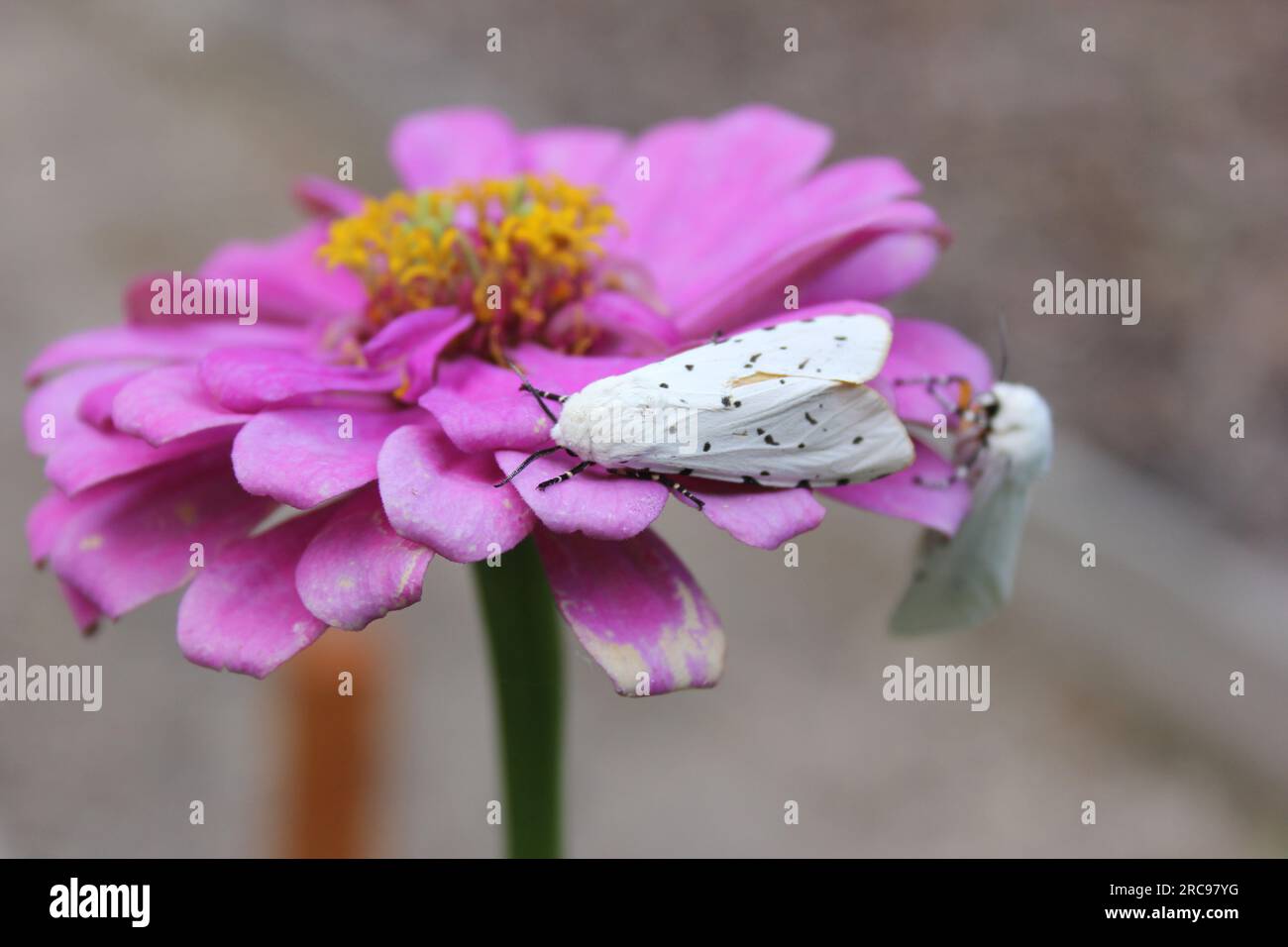 Salt Marsh Moth on Pink Zinnia Flower. Estigmene acrea Rural East TX ...