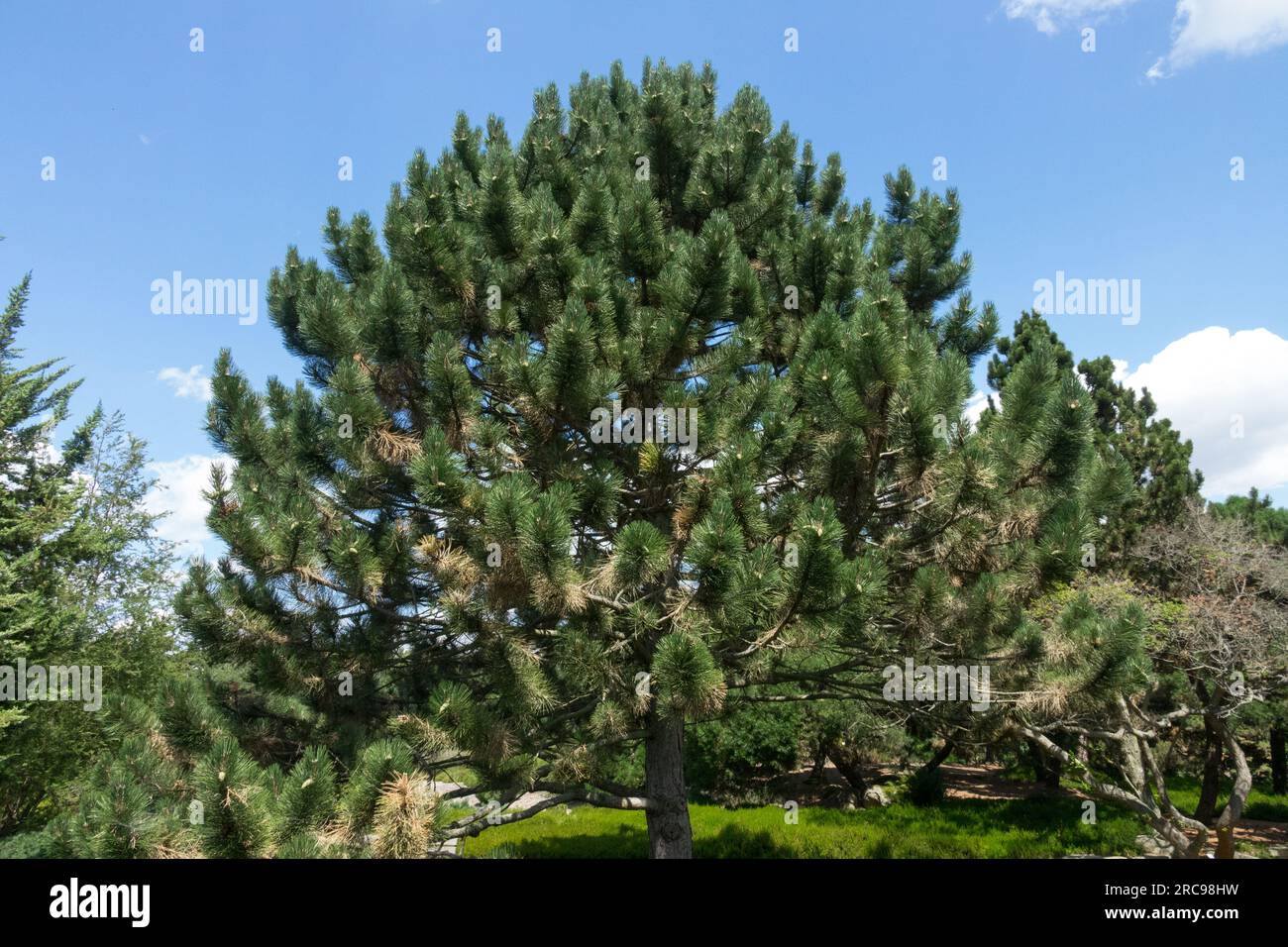 Austrian Pine Tree European Black Pine tree Pinus nigra tree Pinus ...