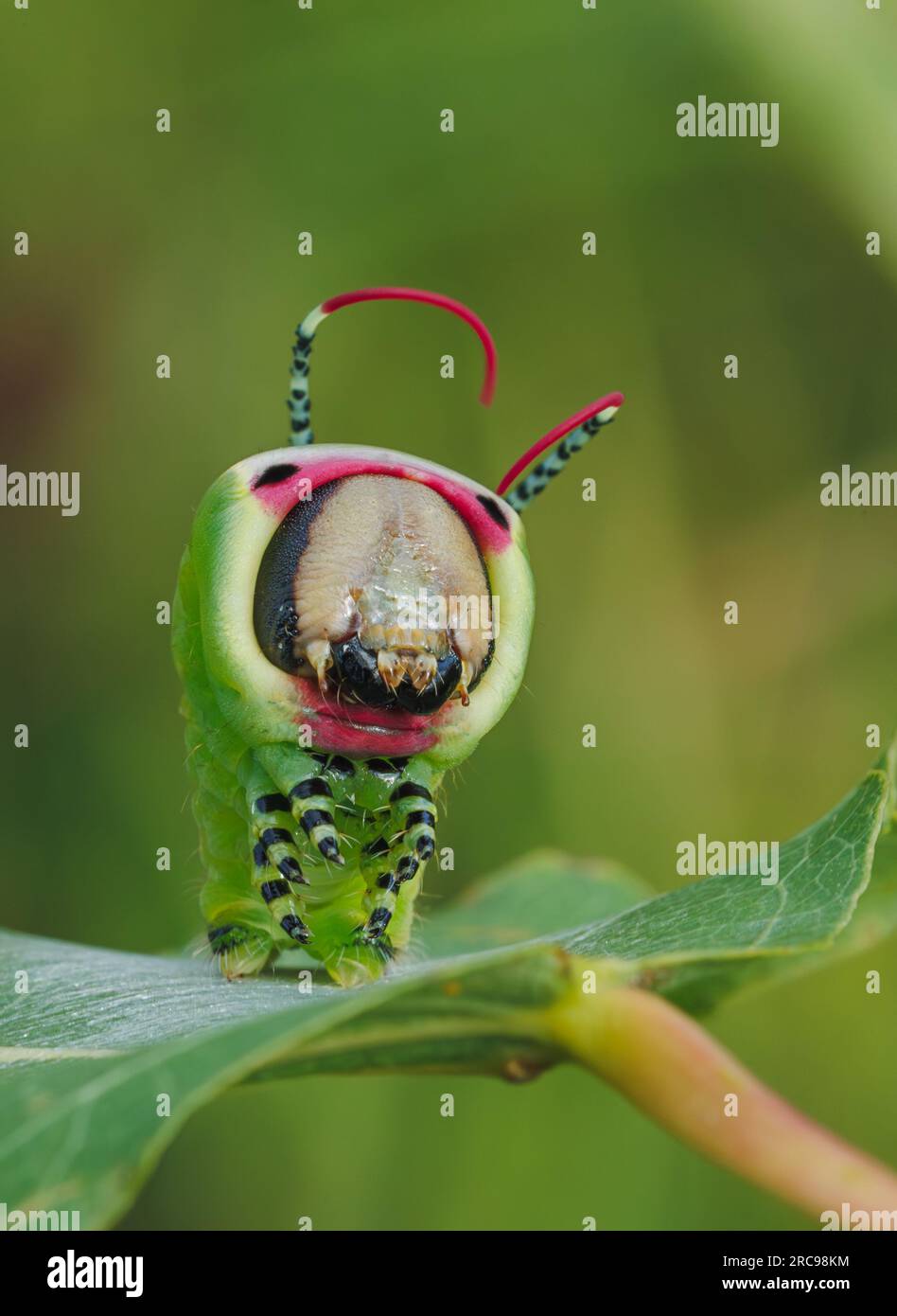 Beautiful caterpillar in a frightening pose, unique animal behaviour ...