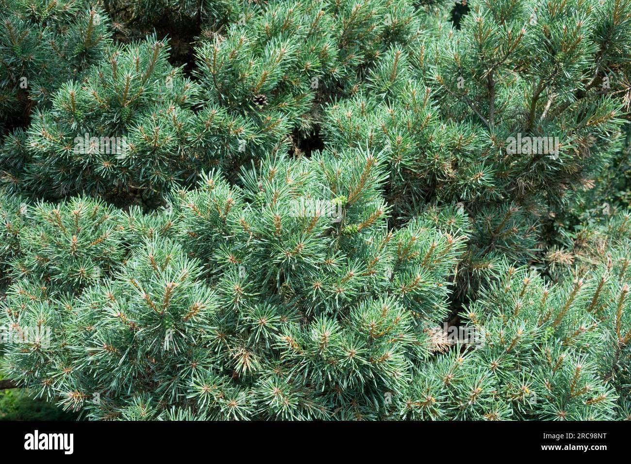 Scotch Pine, Pinus sylvestris "Hibernia", Tree, Pinus Growth Pine ...