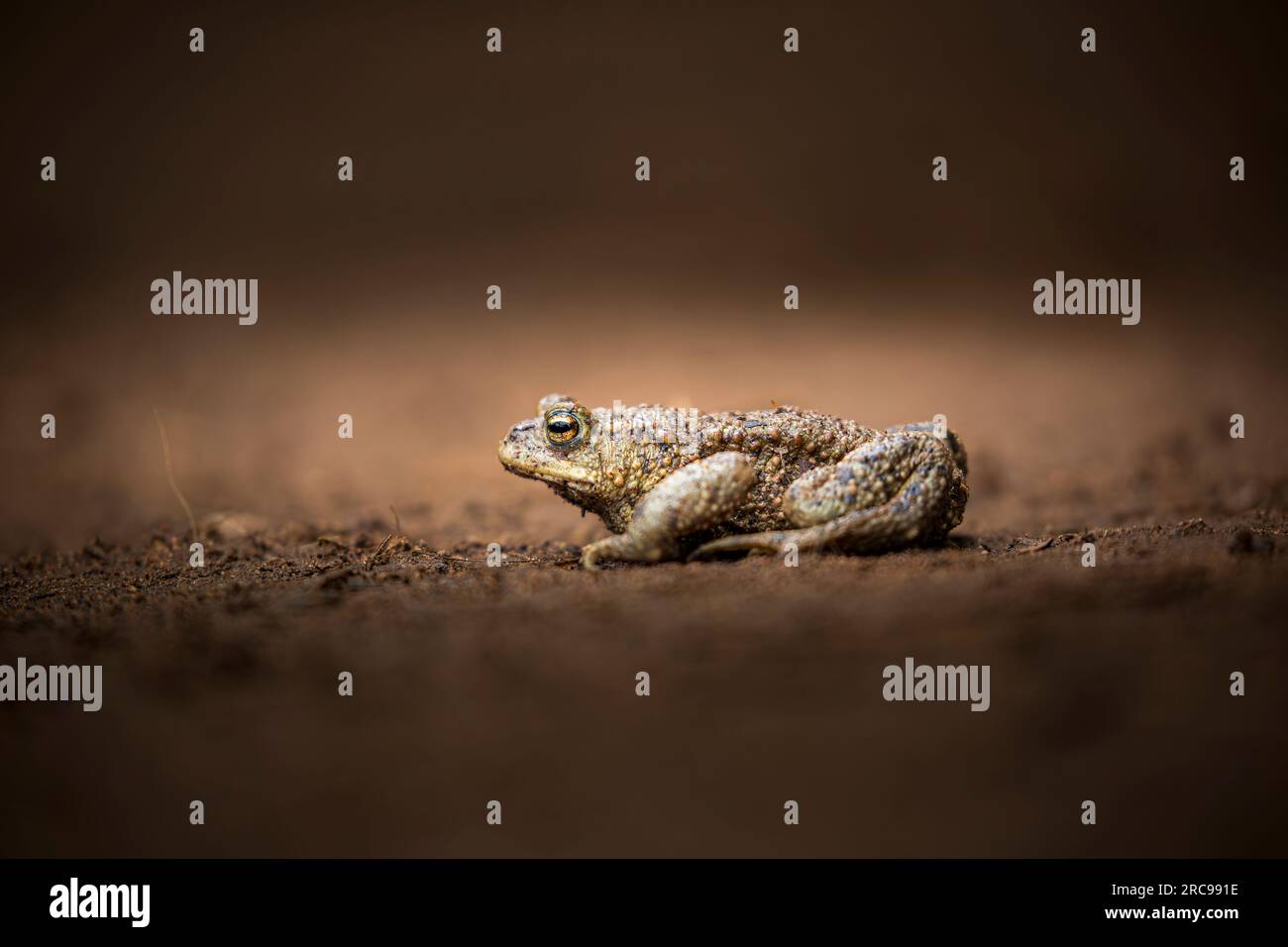 Ground toads hi-res stock photography and images - Alamy
