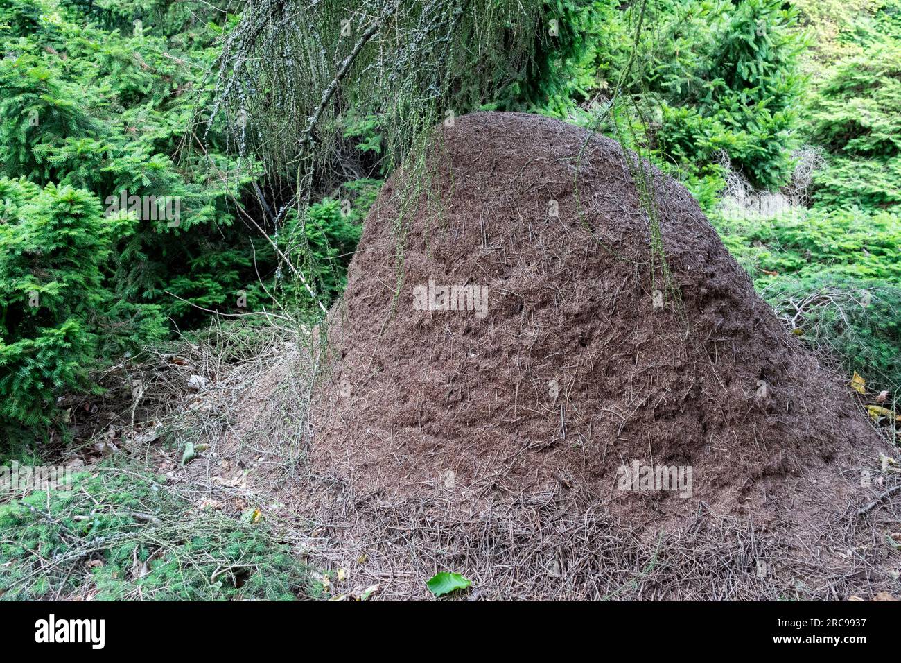 Mounded nest hi-res stock photography and images - Alamy