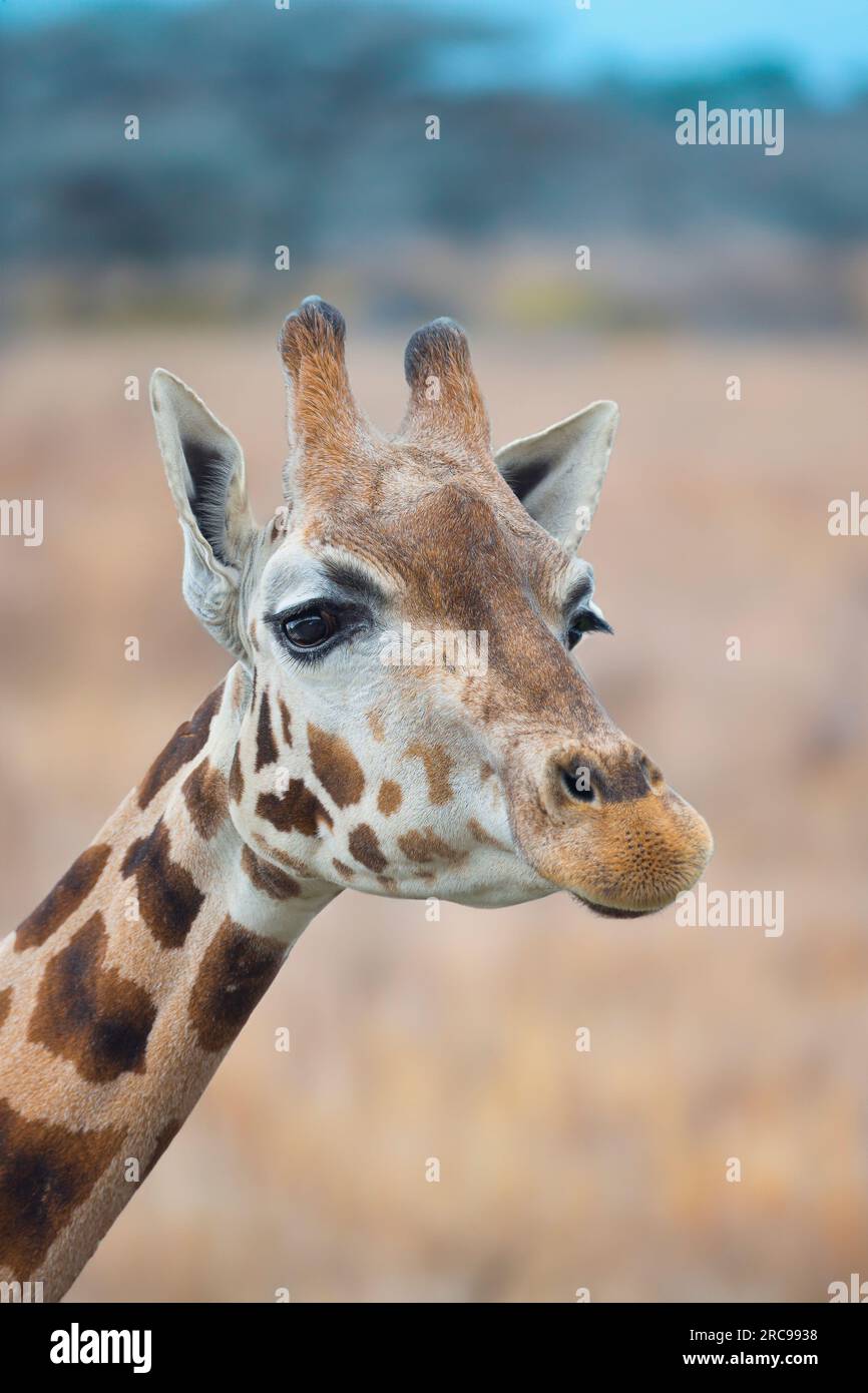Giraffe nose hi-res stock photography and images - Alamy