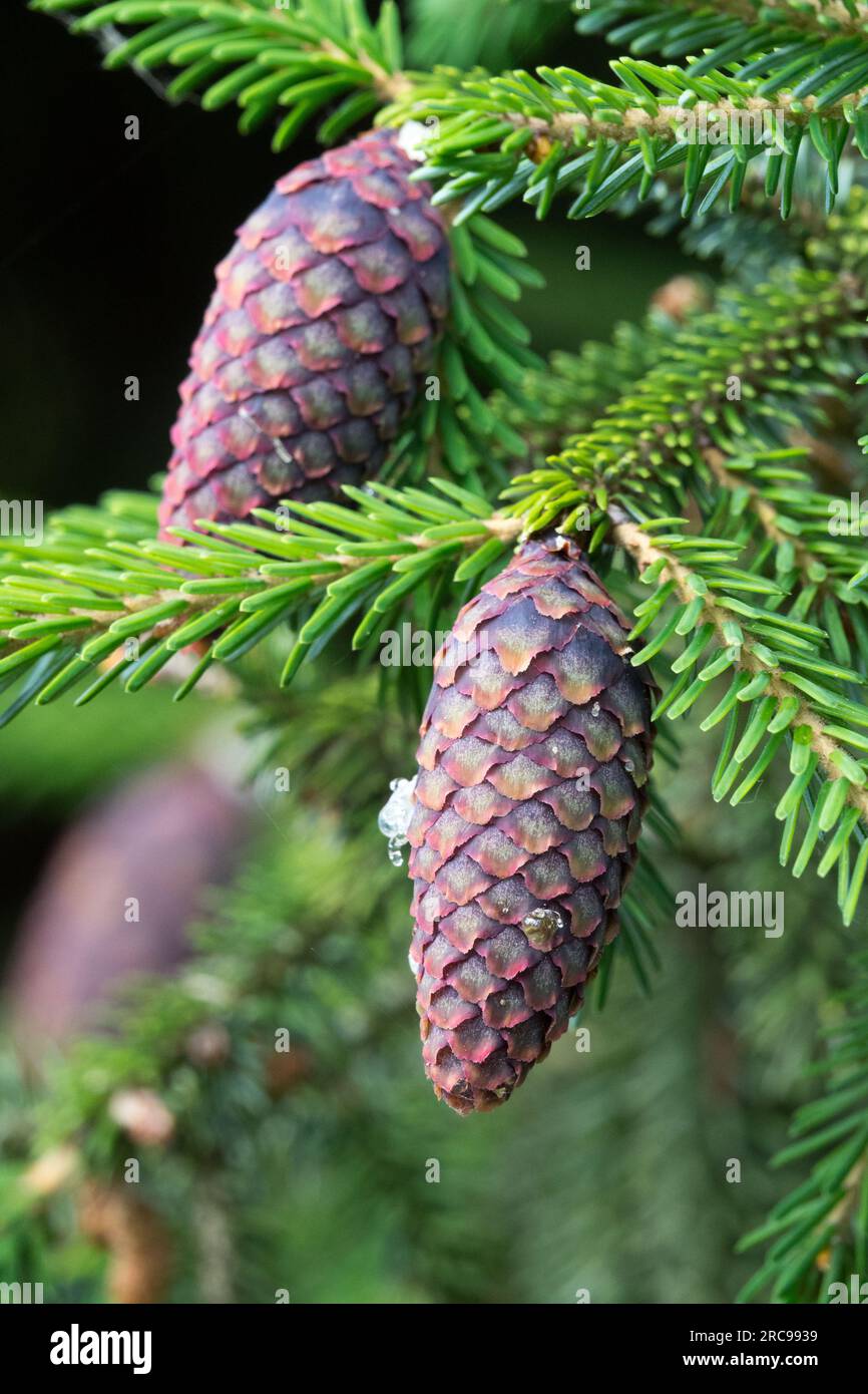 Picea purpurea, Cones, Purple-coned spruce Stock Photo - Alamy