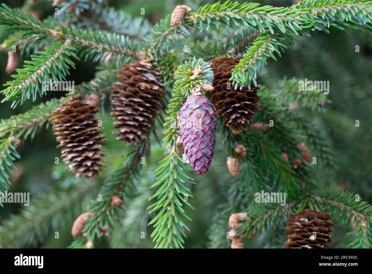 Female cones, Branch, Picea purpurea, Purple-coned spruce, Picea, Cones, Spruce young and old ...