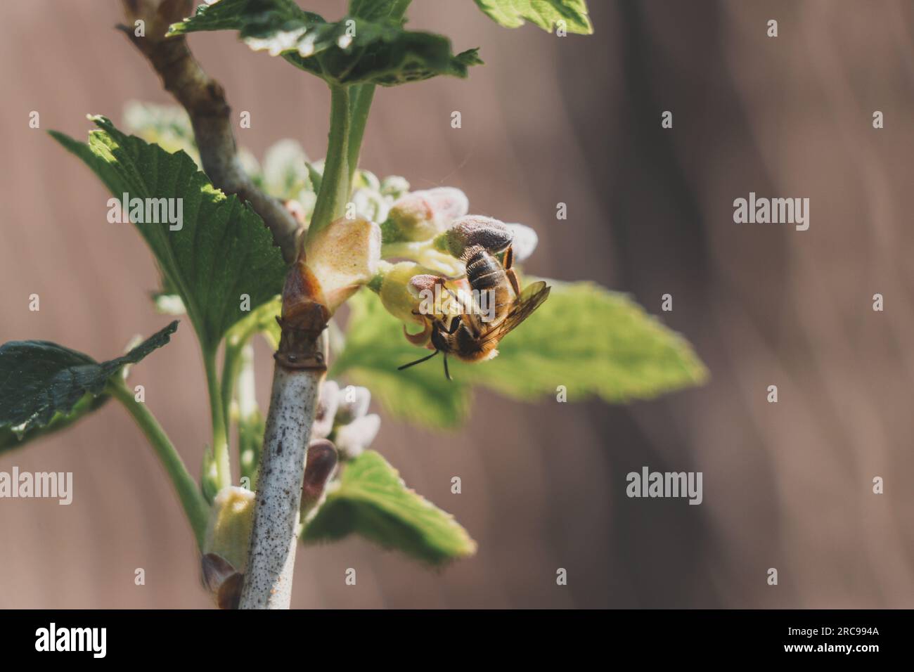 Little hard worker tries to collect enough pollen to produce sweet ...