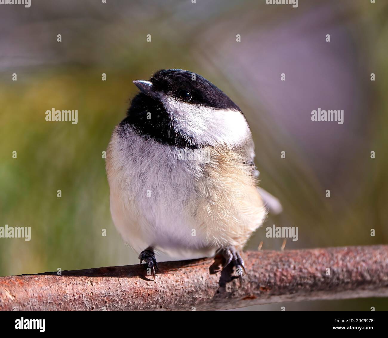 Chickadee close-up profile front view perched on a tree branch with ...
